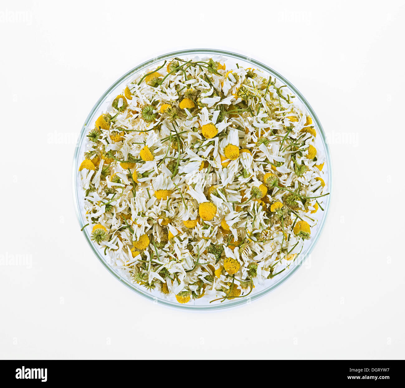 Dried chamomile or camomile (Matricaria chamomilla) in a glass dish ...