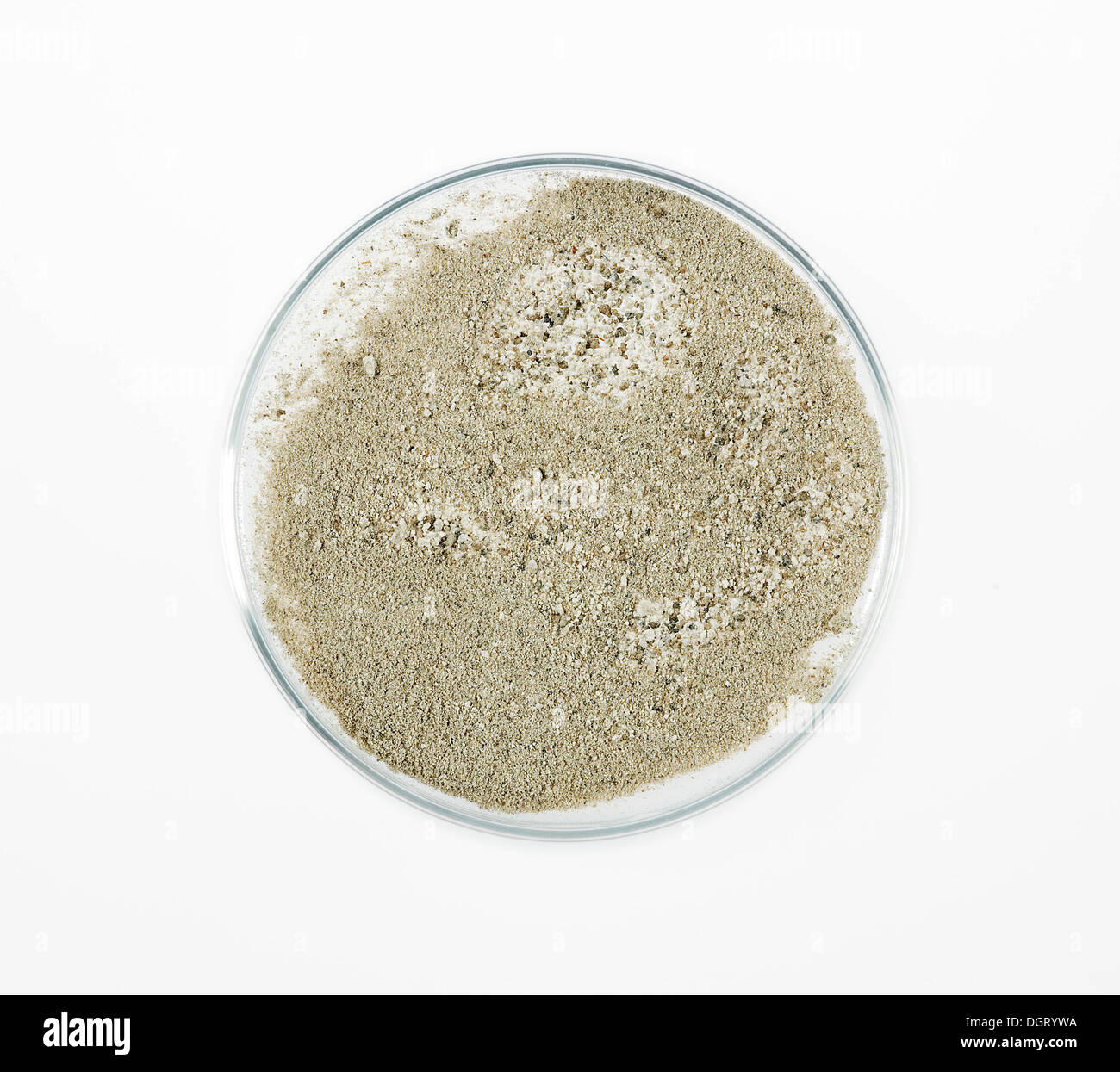 Dried chamomile or camomile (Matricaria chamomilla) in a glass dish ...