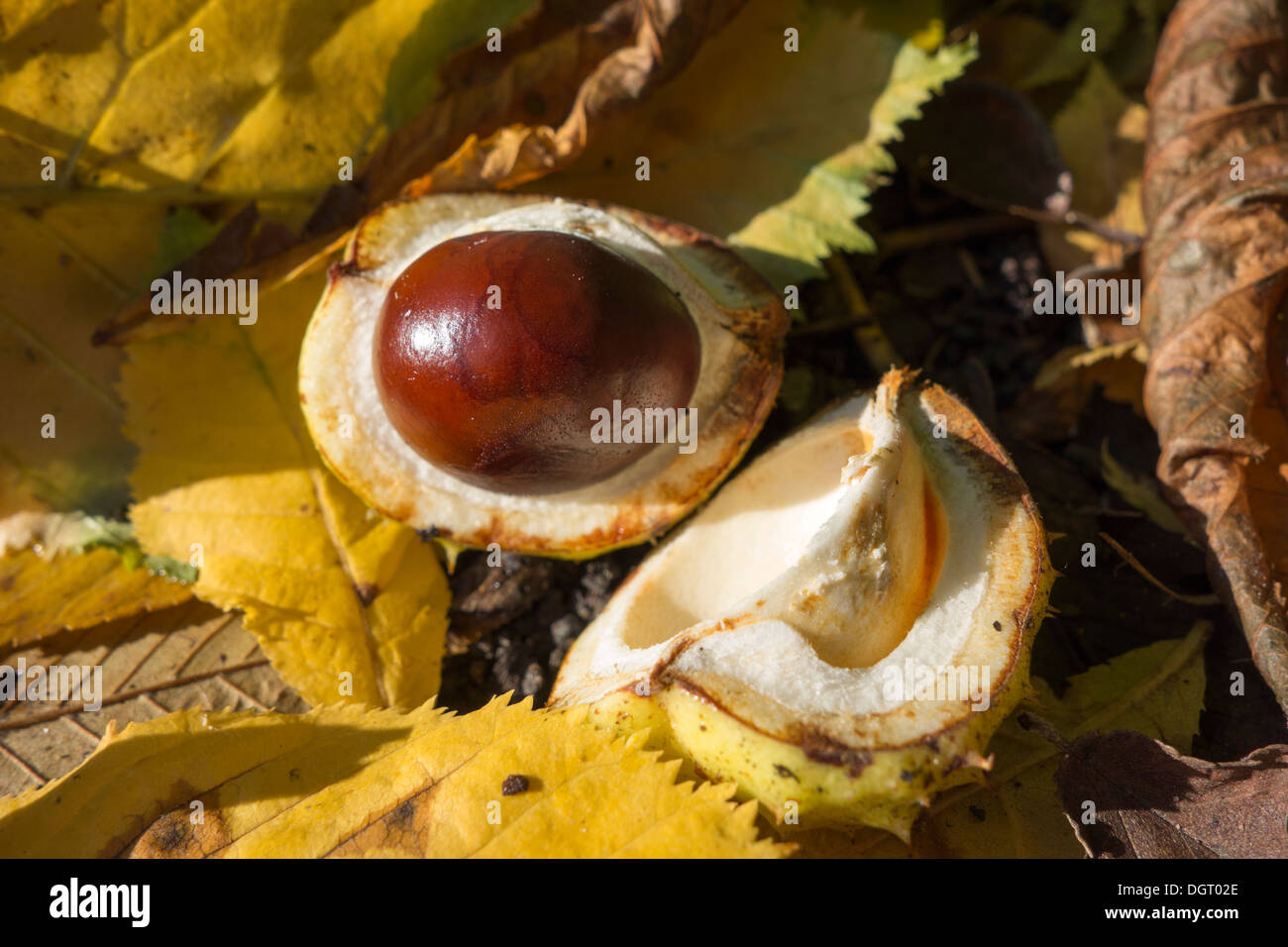 Conker shell hi-res stock photography and images - Alamy