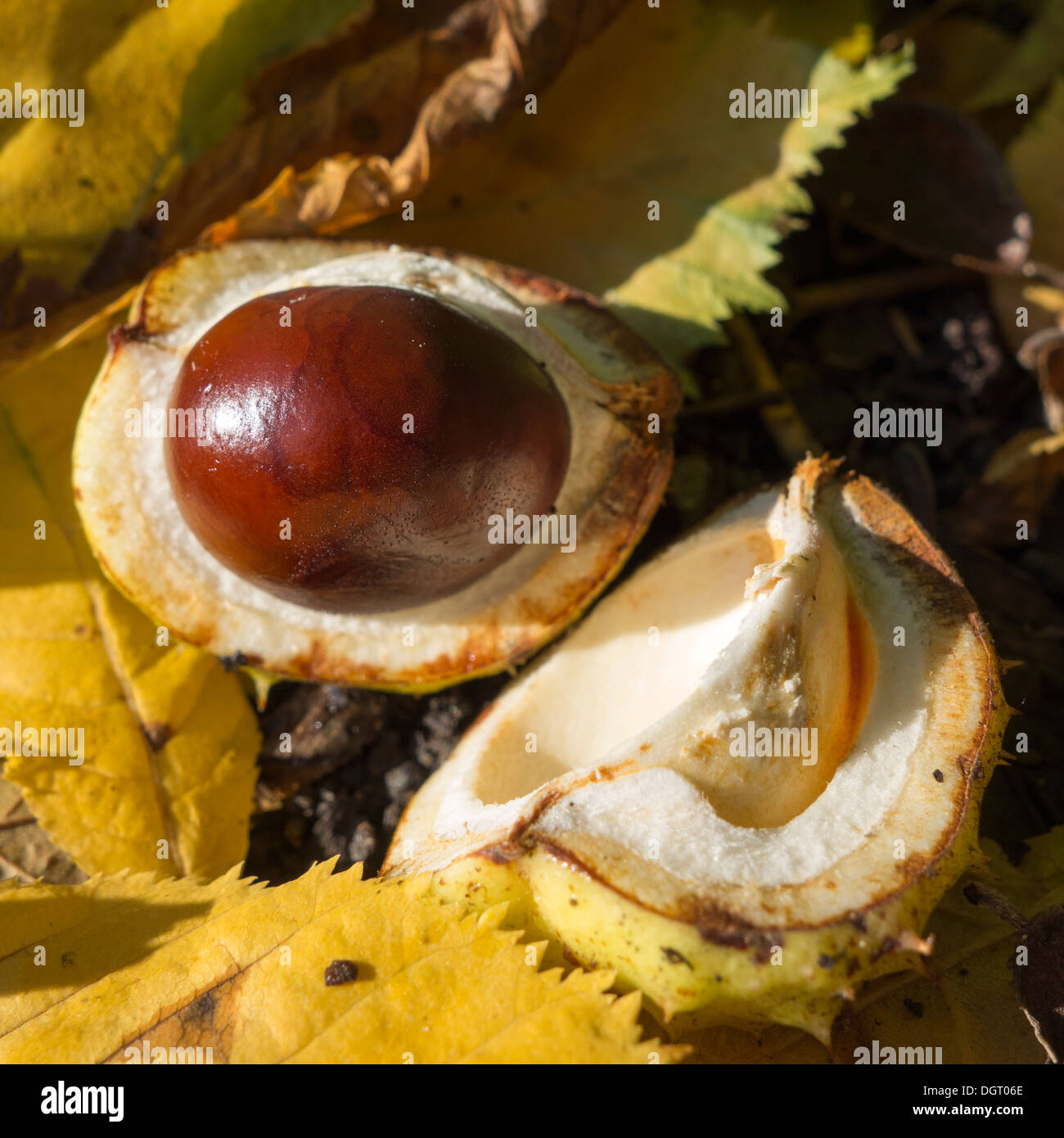 Conker shell hi-res stock photography and images - Alamy