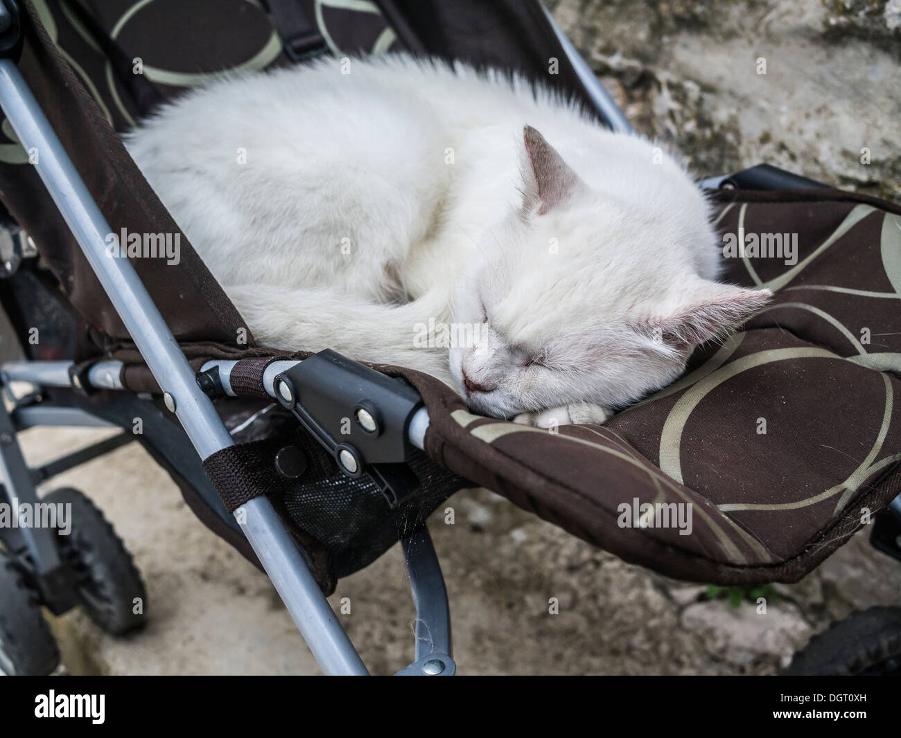 Wild Street Cat, laying in an abandoned pram, Dubrovnik Croatia Stock ...