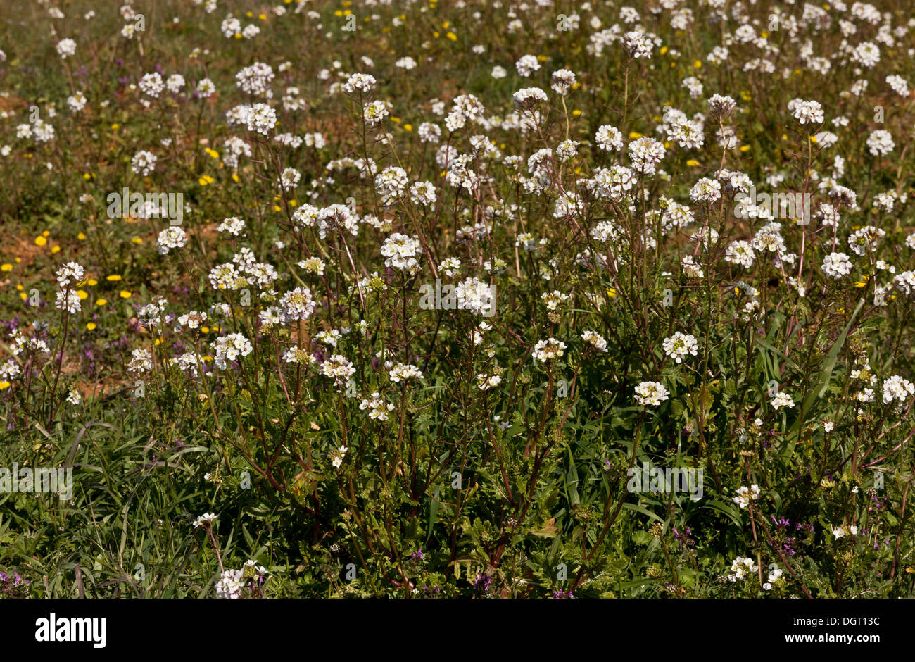 A common mediterranean weed, Diplotaxis erucoides, Spain Stock Photo ...