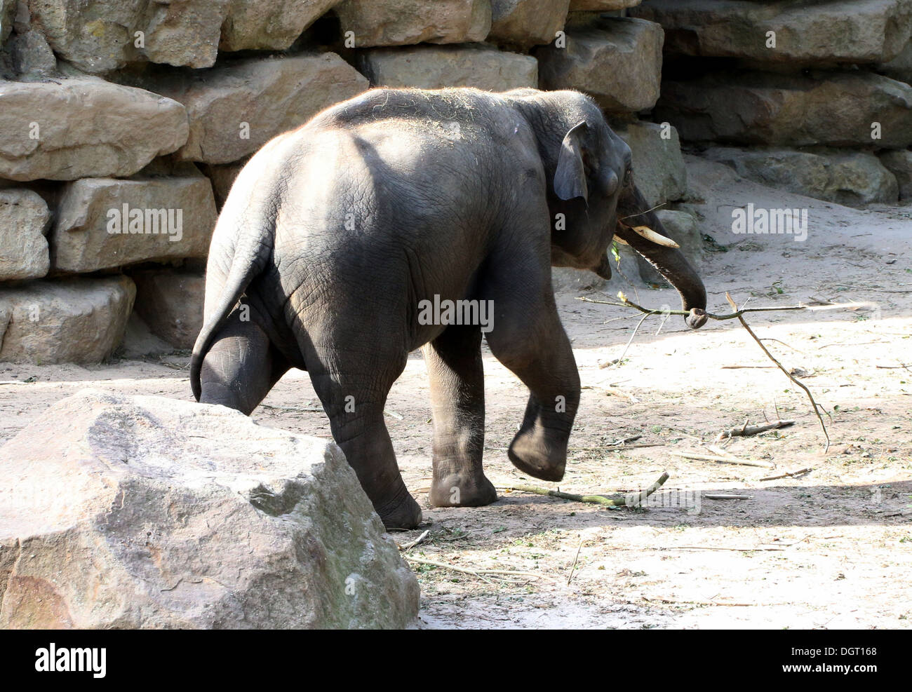 Asian elephant (Elephas maximus Stock Photo - Alamy