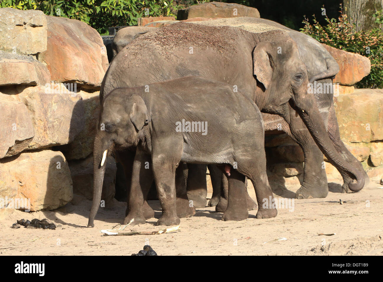 Family of Asian elephants (Elephas maximus Stock Photo - Alamy