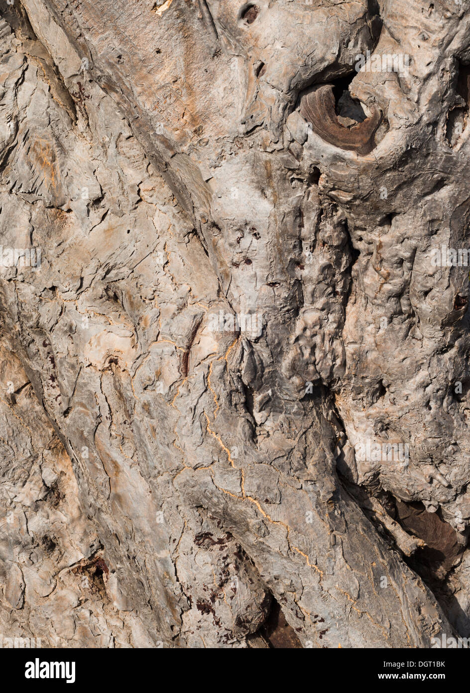 Detail of bark of old dragon tree trunk (Dracaena draco) at Mirador de ...