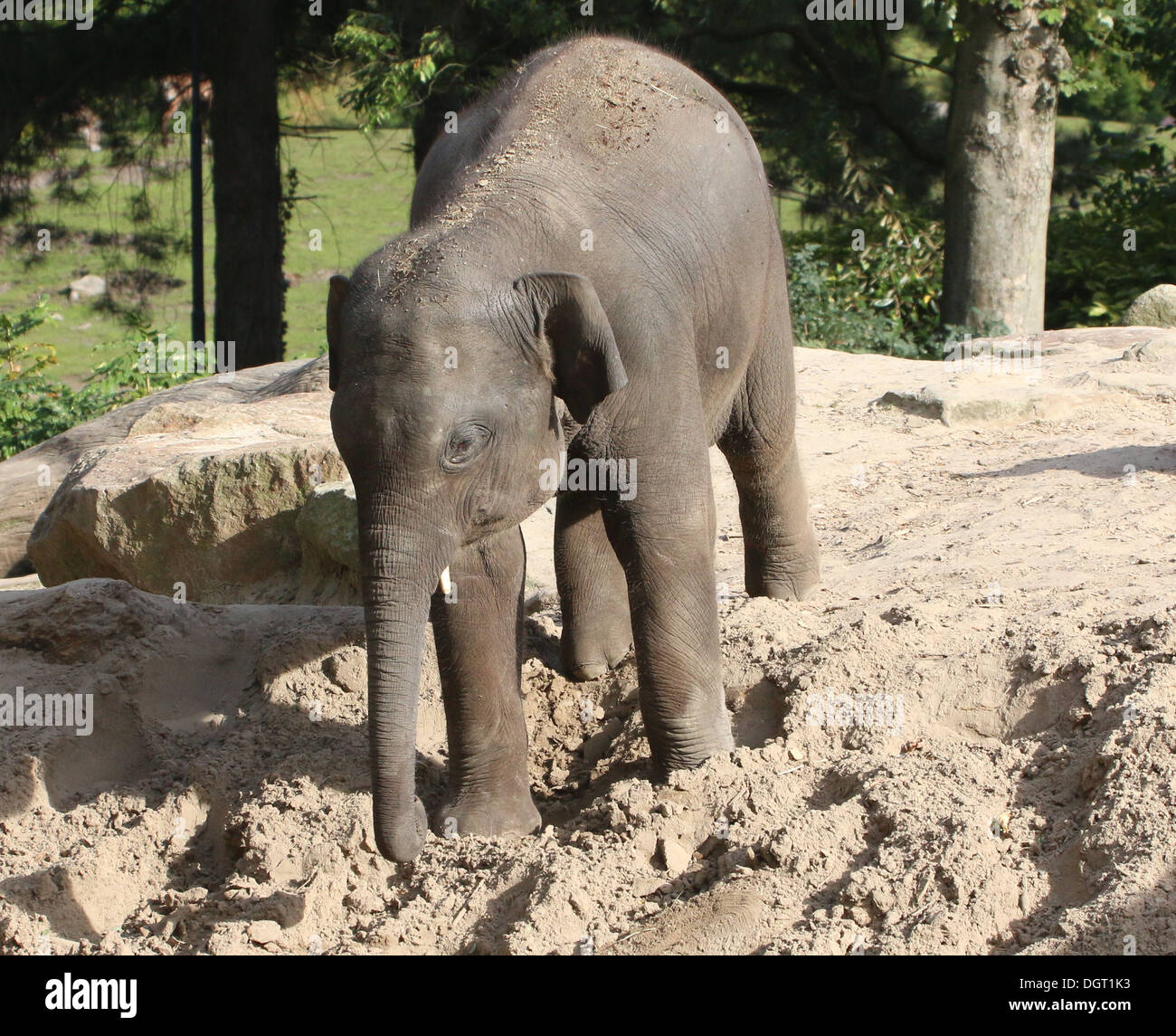 Asian elephant (Elephas maximus Stock Photo - Alamy