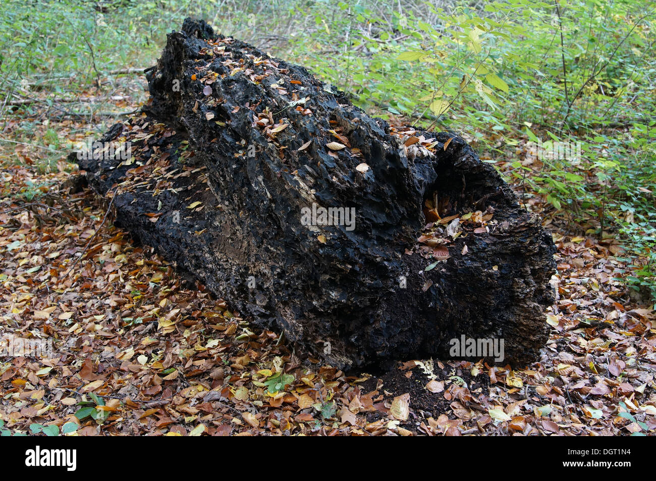 decomposing tree trunk Stock Photo - Alamy