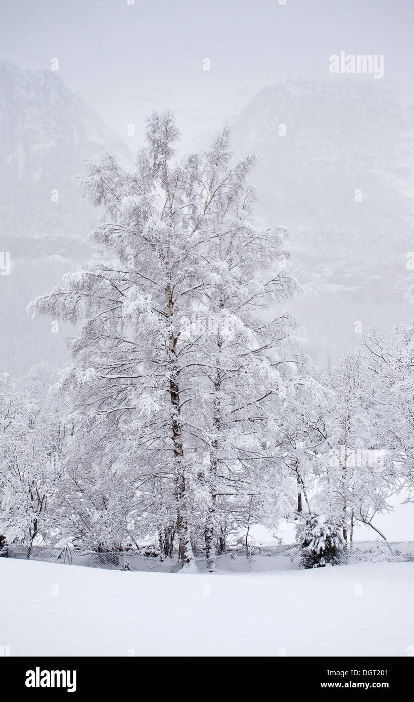 Spring snow storm hi-res stock photography and images - Alamy