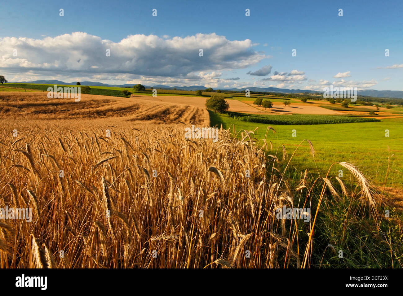 Grain fields on Dinkelberg mountain, Adelhausen, Rheinfelden - Baden ...