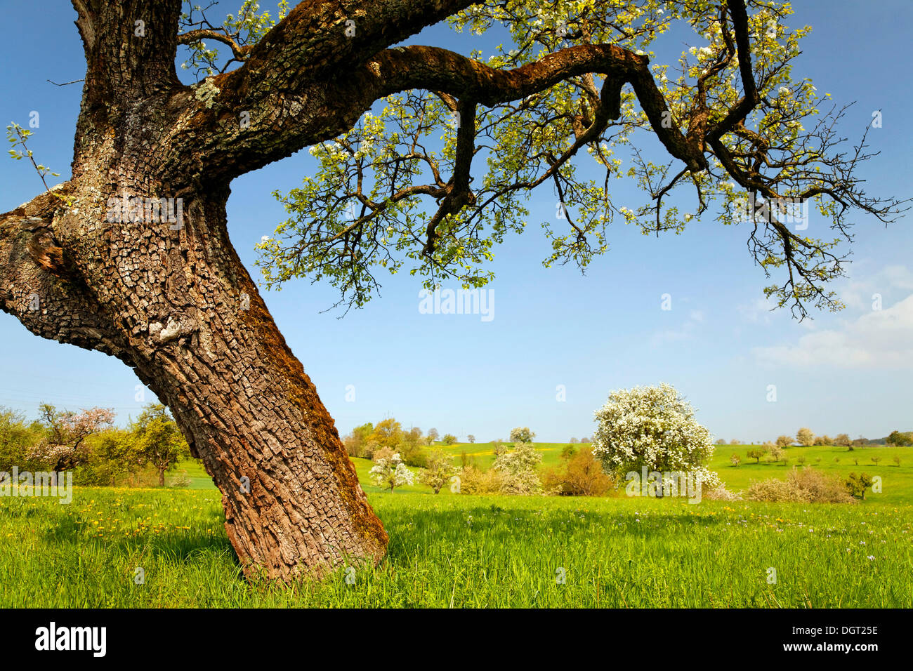 Meadow with scattered fruit trees hi-res stock photography and images ...