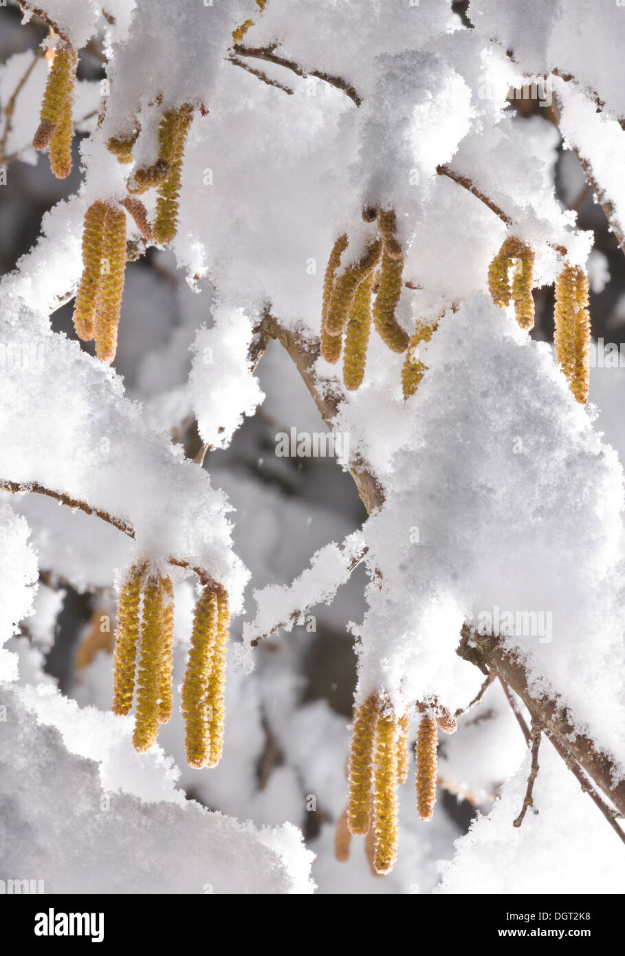 Picos de europa spring flowers hi-res stock photography and images - Alamy
