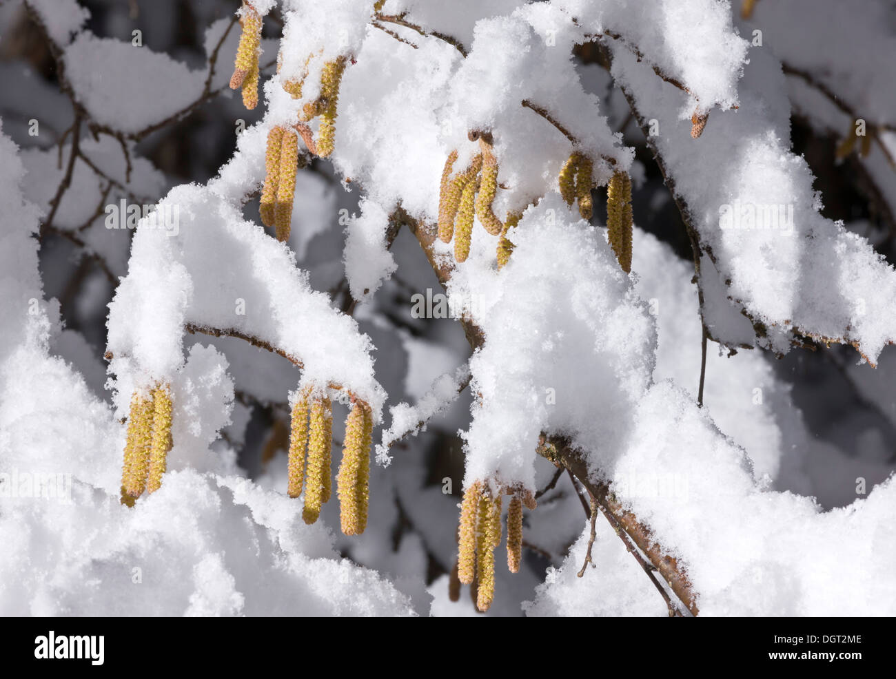 Picos de europa spring flowers hi-res stock photography and images - Alamy