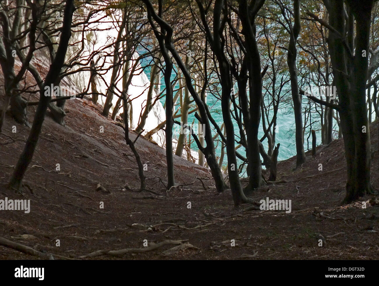Moens Klint chalk cliffs, Moen island, Denmark, Europe Stock Photo - Alamy