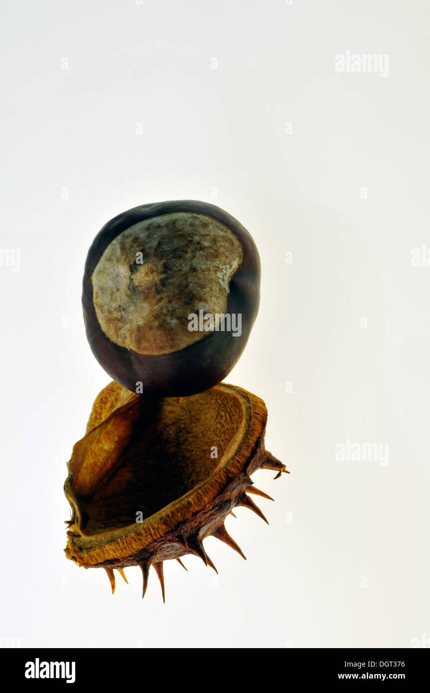 Seasonal conker hi-res stock photography and images - Alamy
