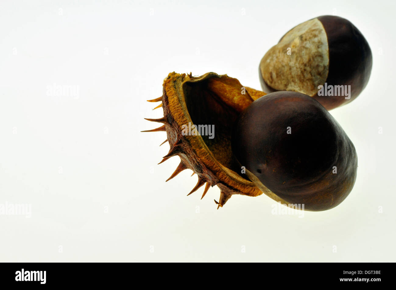 White conkers hi-res stock photography and images - Alamy