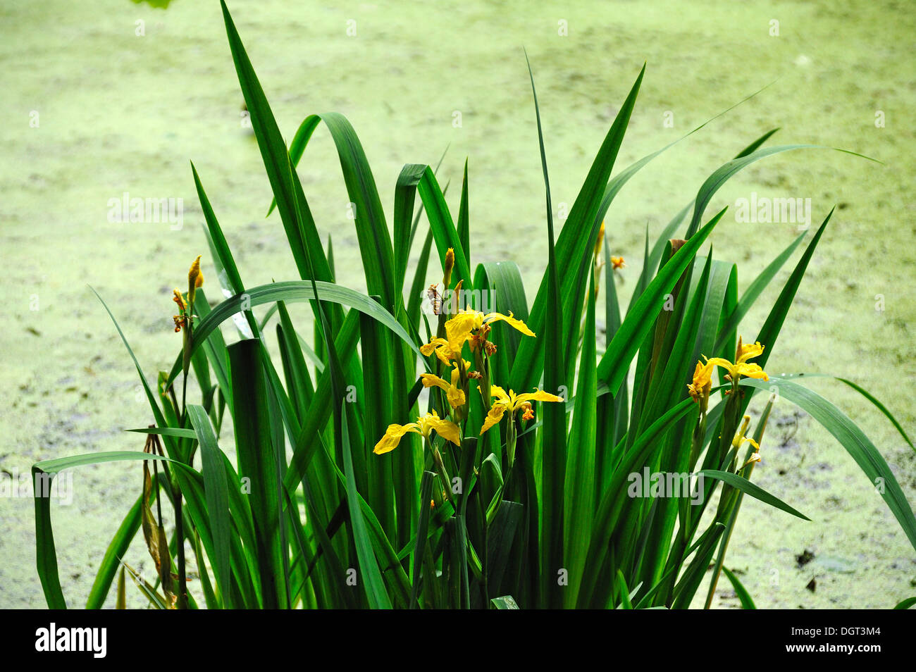 Yellow Iris (Iris pseudacorus) in a small wetland environment with ...