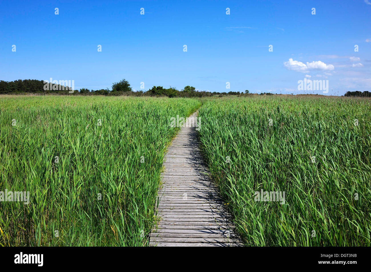 Boardwalk leading through the nature reserve at the Baltic resort of ...