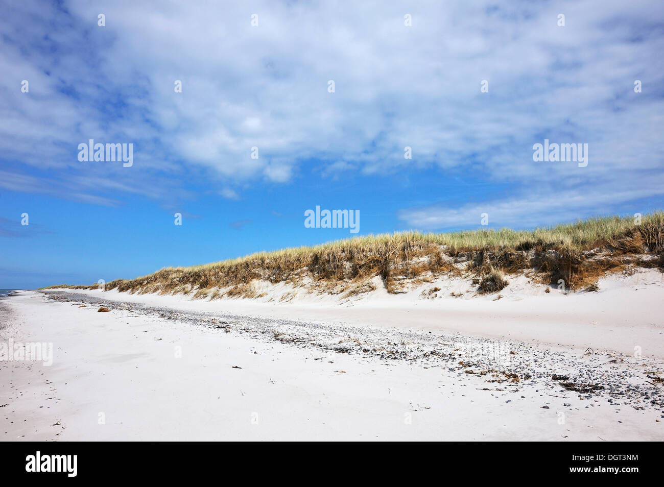 Nature reserve with beach and sand dunes covered with marram grass or ...
