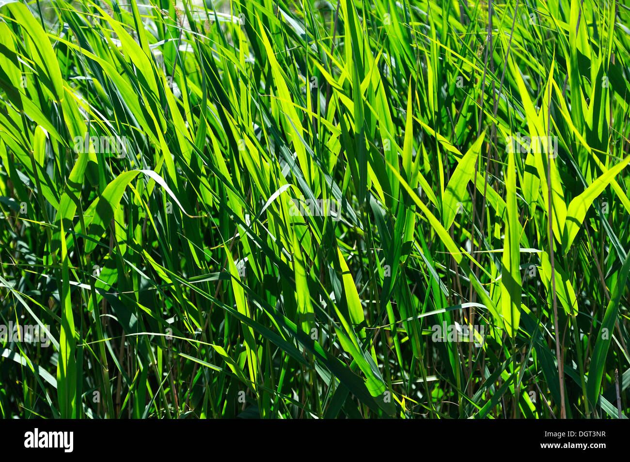 Leaves of reed (Phragmites australis), in the nature reserve, Darsser ...