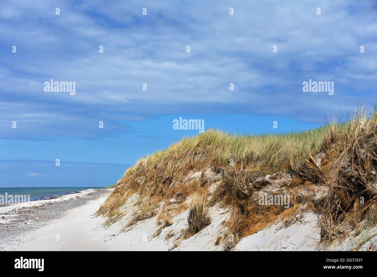 Nature reserve with beach and sand dunes, covered with marram grass ...