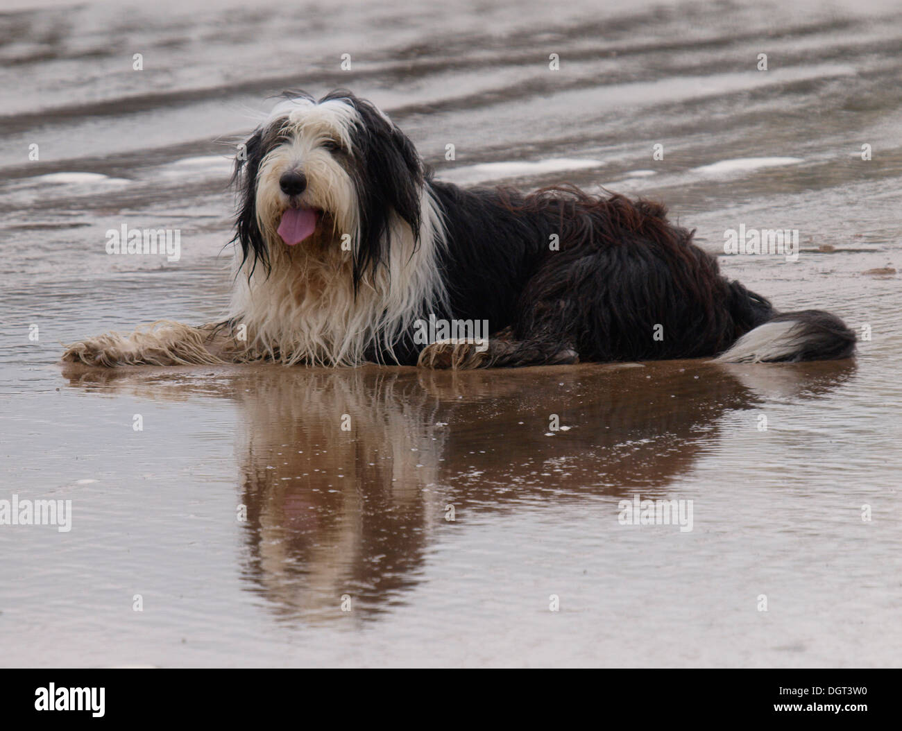 Bearded Collie at the beach, Bude, Cornwall, UK Stock Photo - Alamy