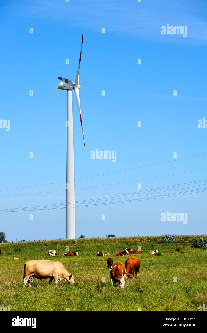 Wind turbines cows grazing hi-res stock photography and images - Alamy