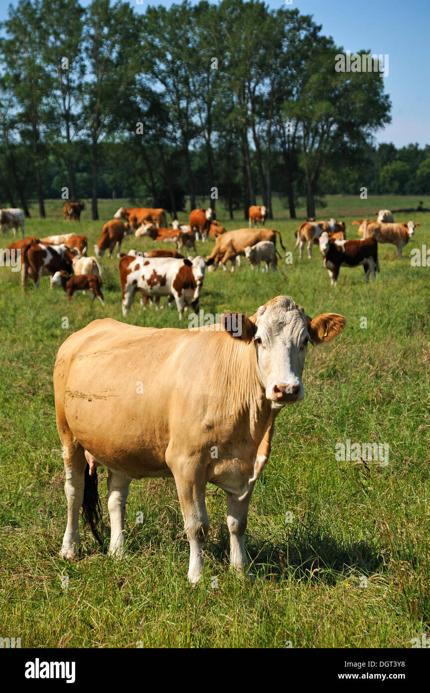 Mother cows in a large pasture, Fleckvieh cattle, one cow standing in ...