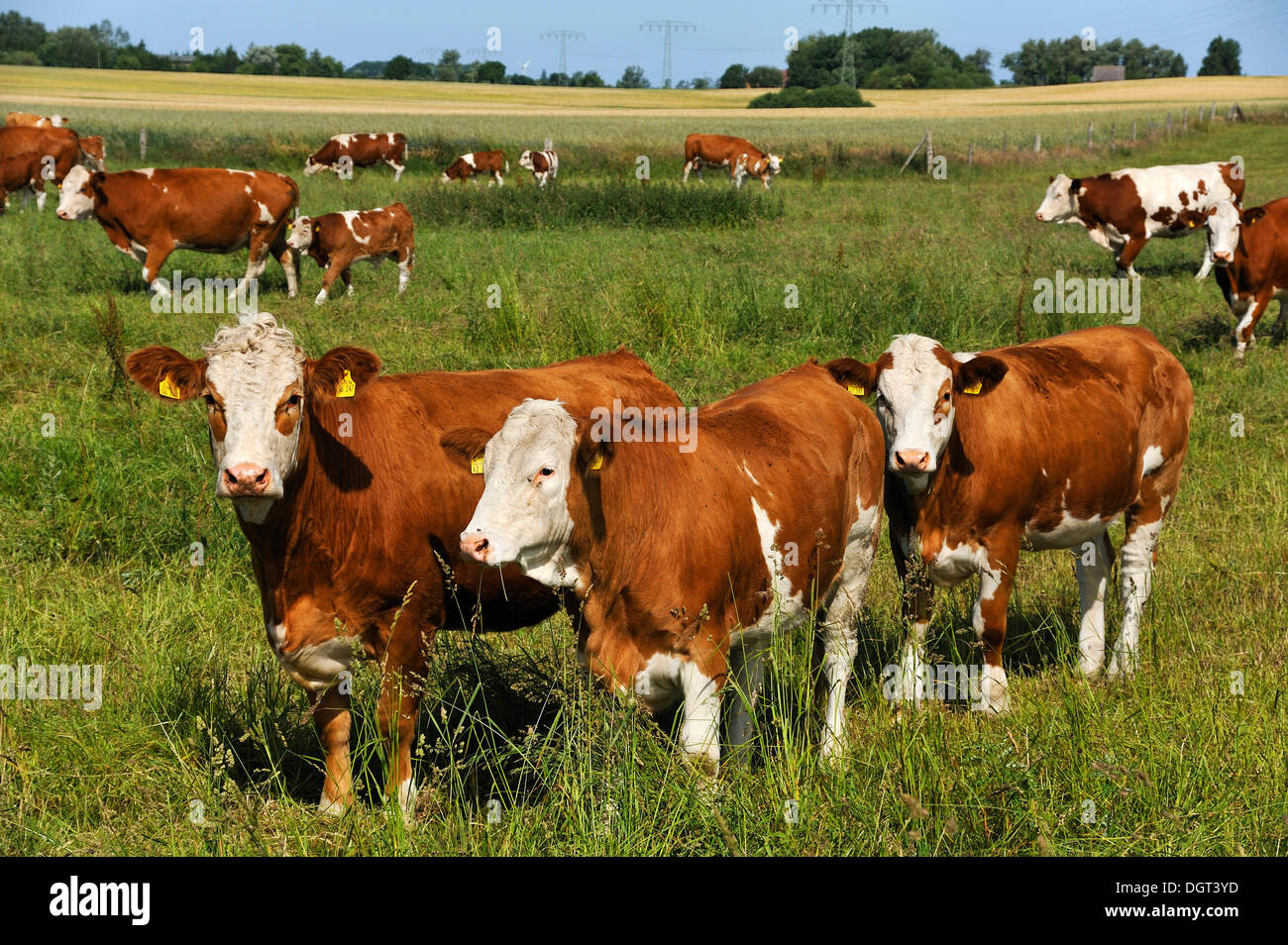 German fleckvieh hi-res stock photography and images - Alamy