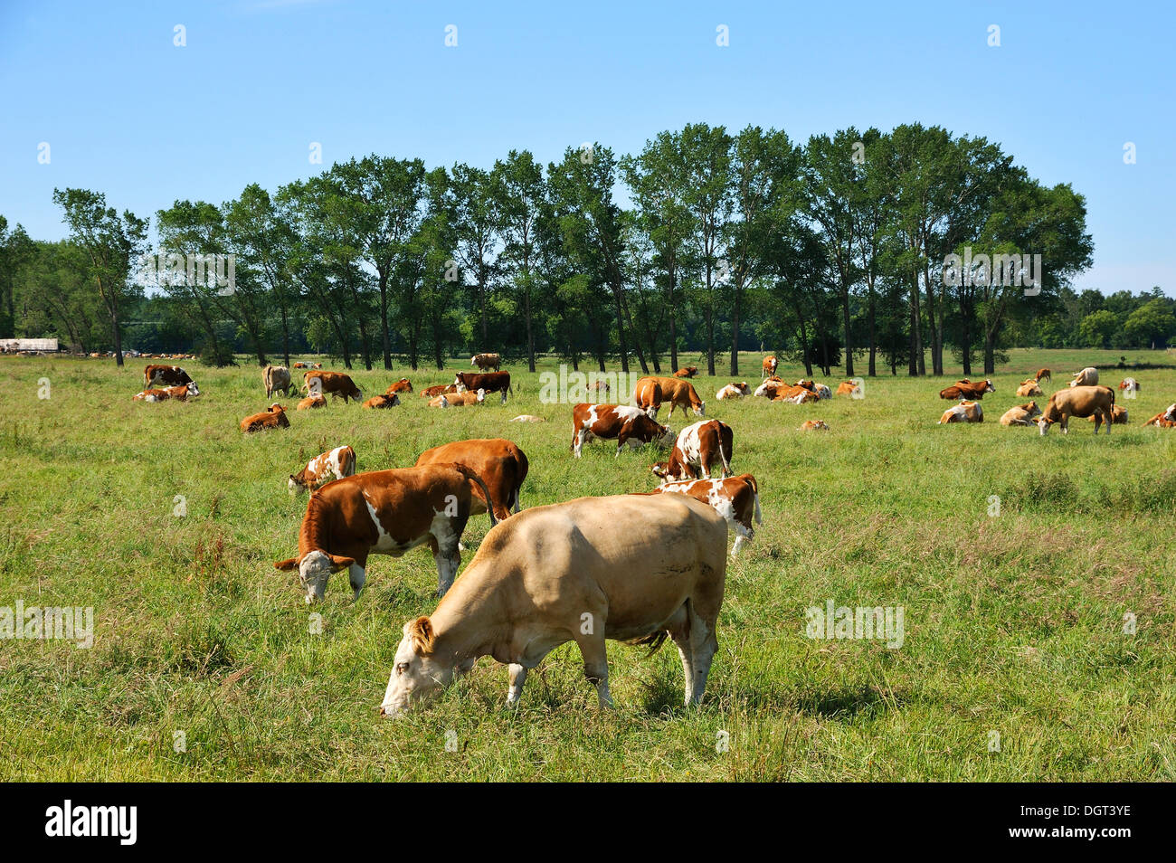 Mother cows in a large pasture, Fleckvieh cattle, poplar trees (Populus ...