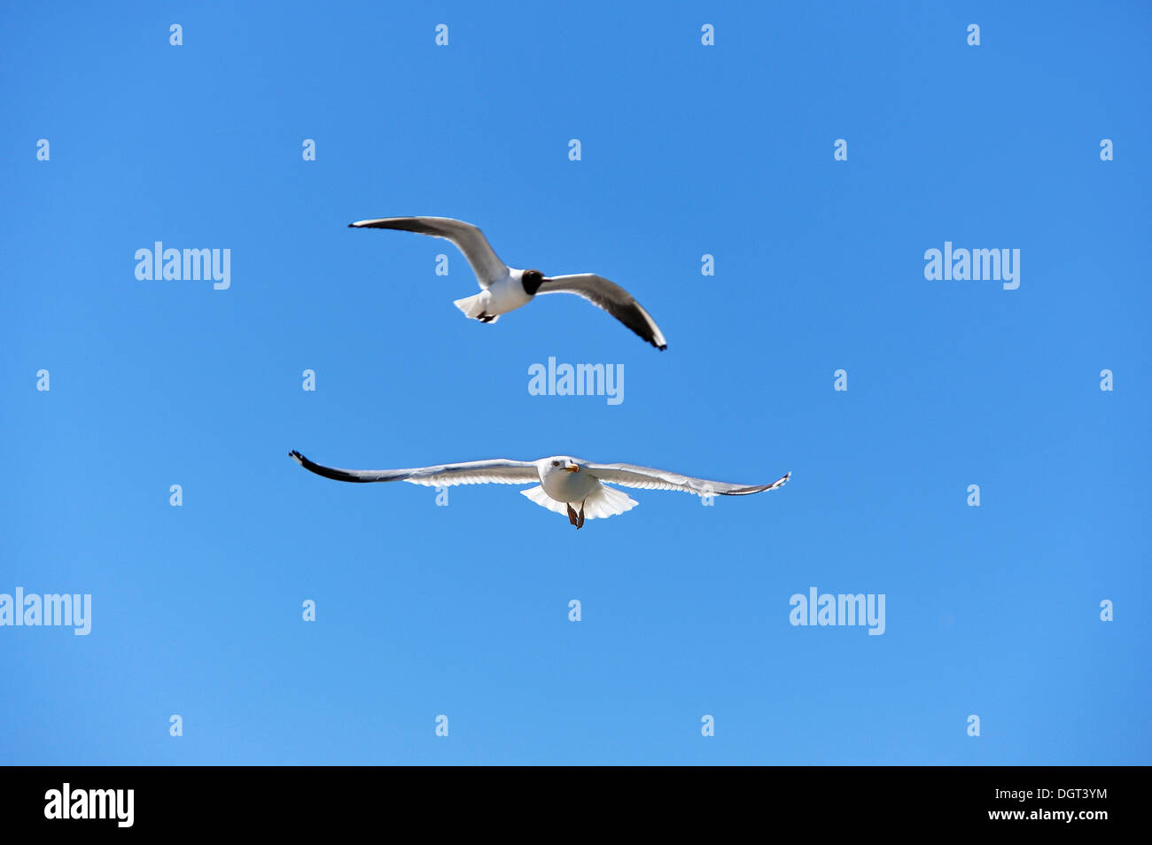 Common gull in flight against hi-res stock photography and images - Alamy
