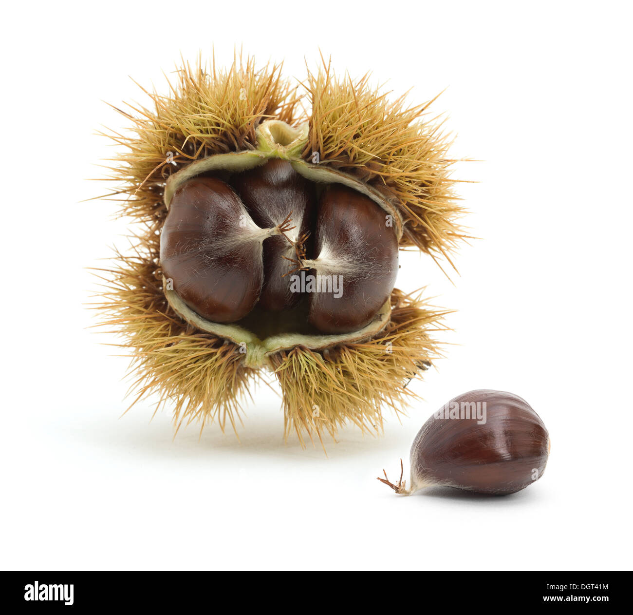 chestnuts in shell Stock Photo - Alamy