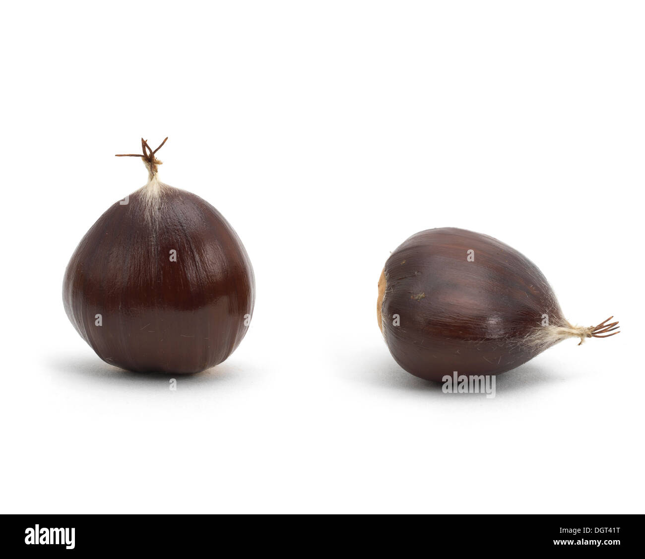 large fresh chestnut isolated on white soft shadows high res Stock ...