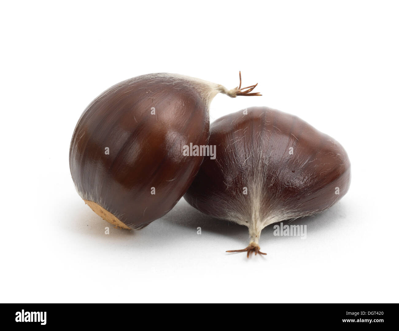large fresh chestnut isolated on white soft shadows high res Stock ...