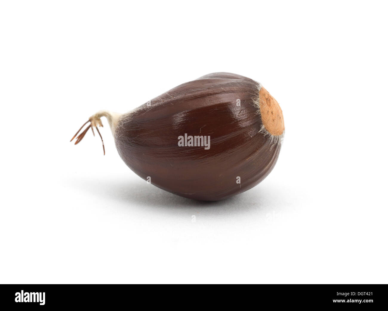 large fresh chestnut isolated on white soft shadows high res Stock ...