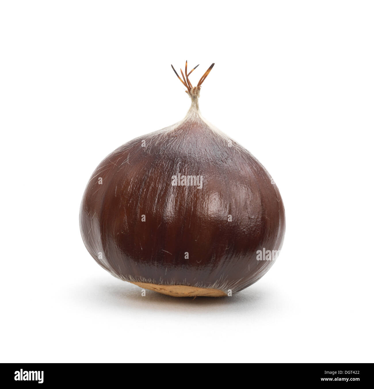 large fresh chestnut isolated on white soft shadows high res Stock ...