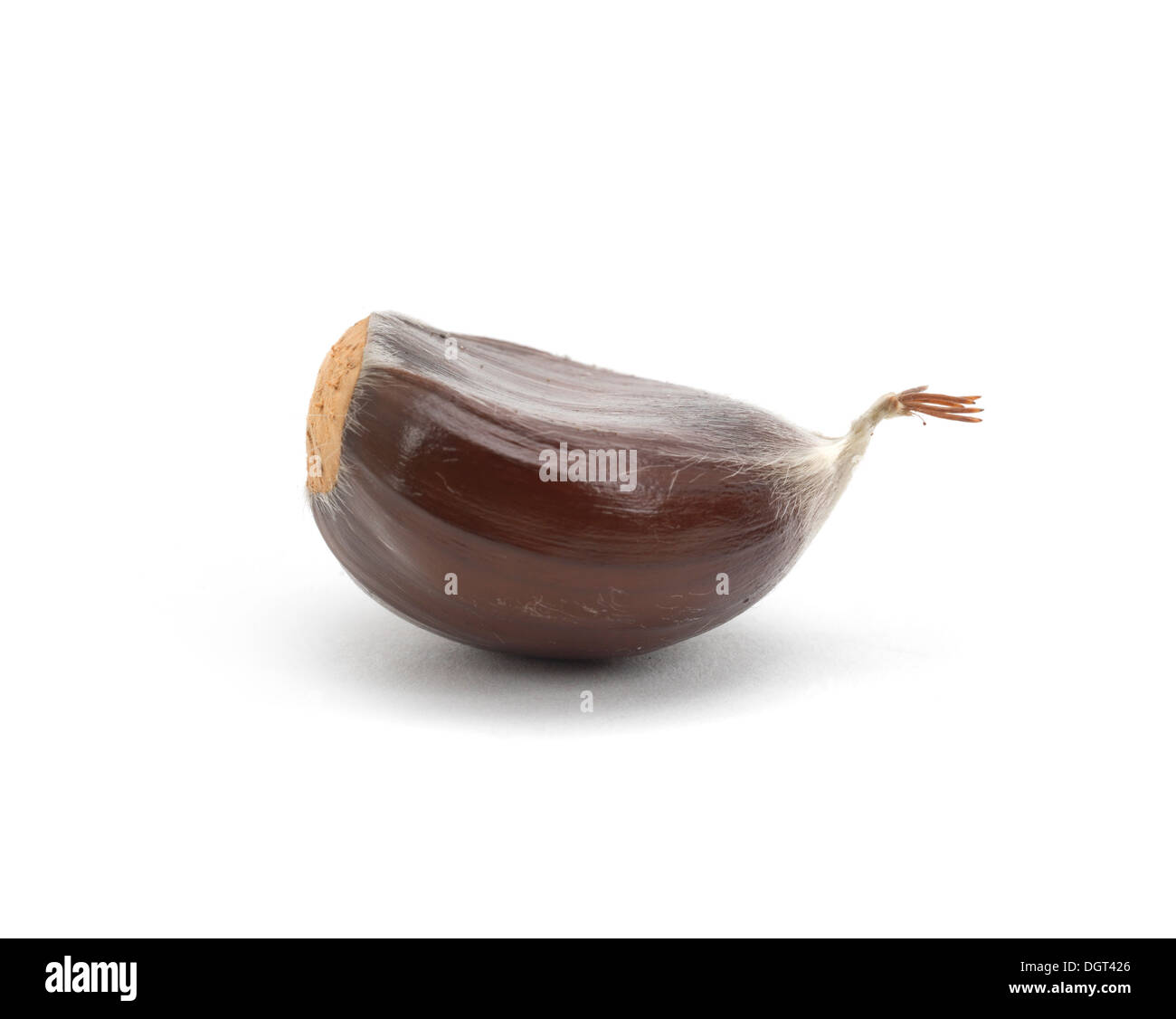 large fresh chestnut isolated on white soft shadows high res Stock ...