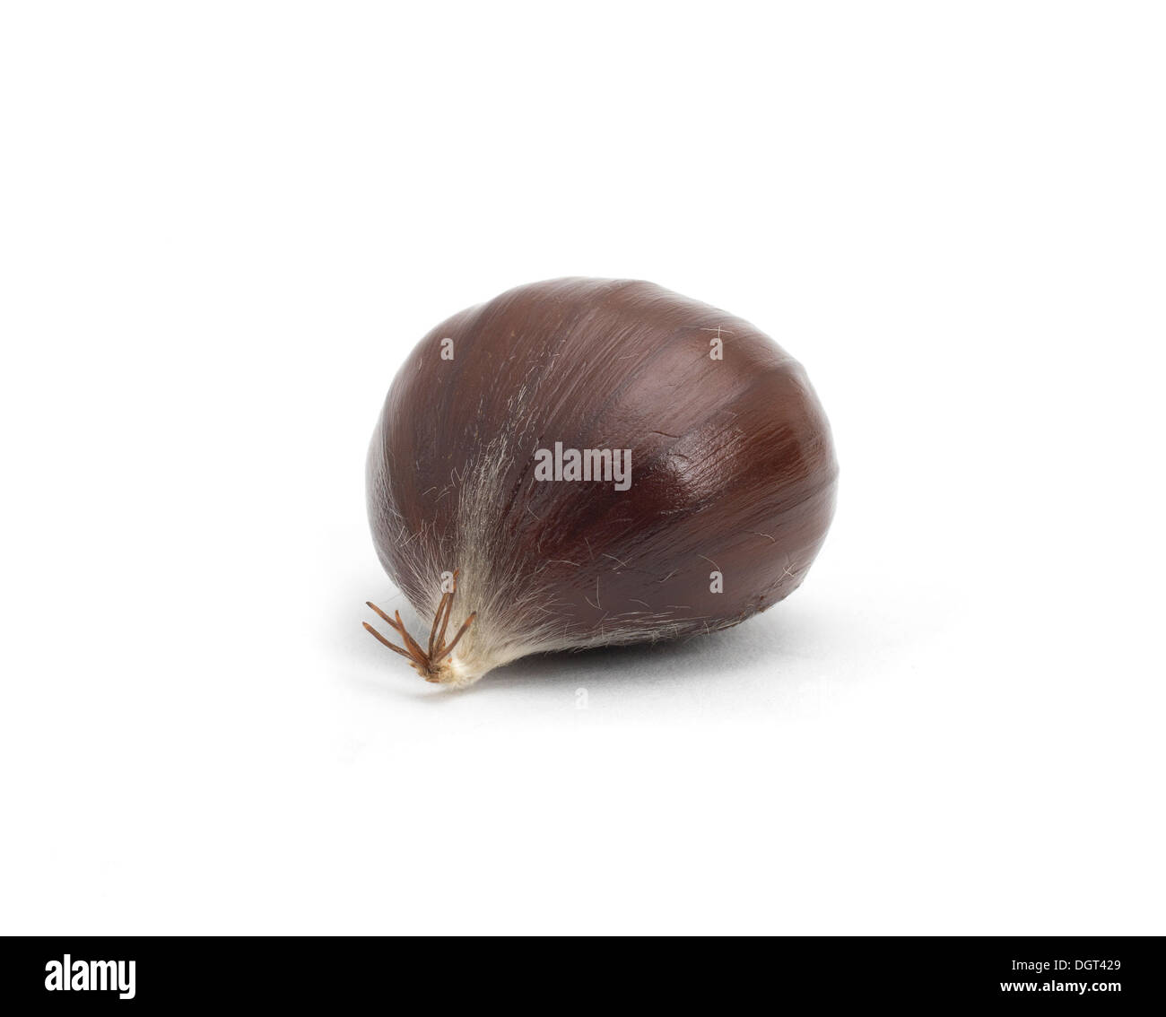 large fresh chestnut isolated on white soft shadows high res Stock ...