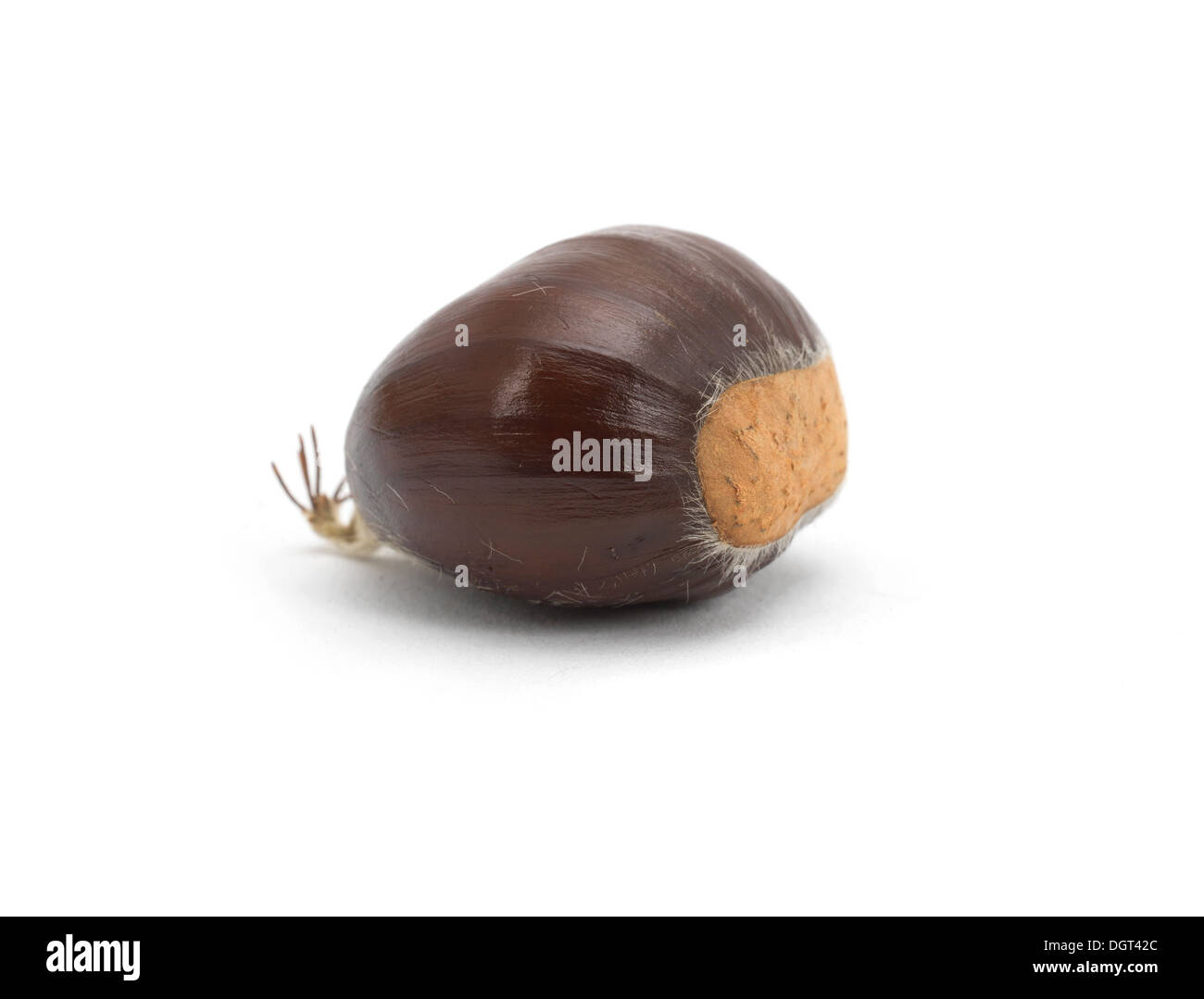 large fresh chestnut isolated on white soft shadows high res Stock ...