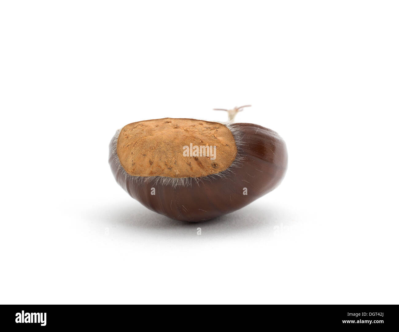 large fresh chestnut isolated on white soft shadows high res Stock ...