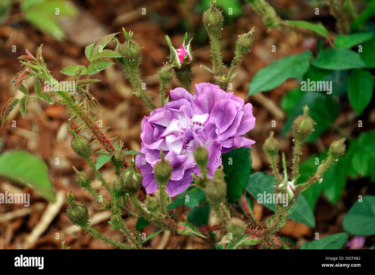 Rose moss flowers hi-res stock photography and images - Alamy
