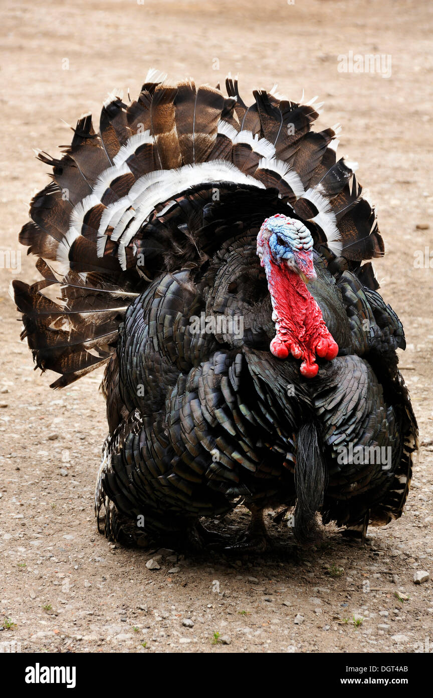 Wild Turkey (Meleagris gallopavo) with ruffled feathers on a farm ...