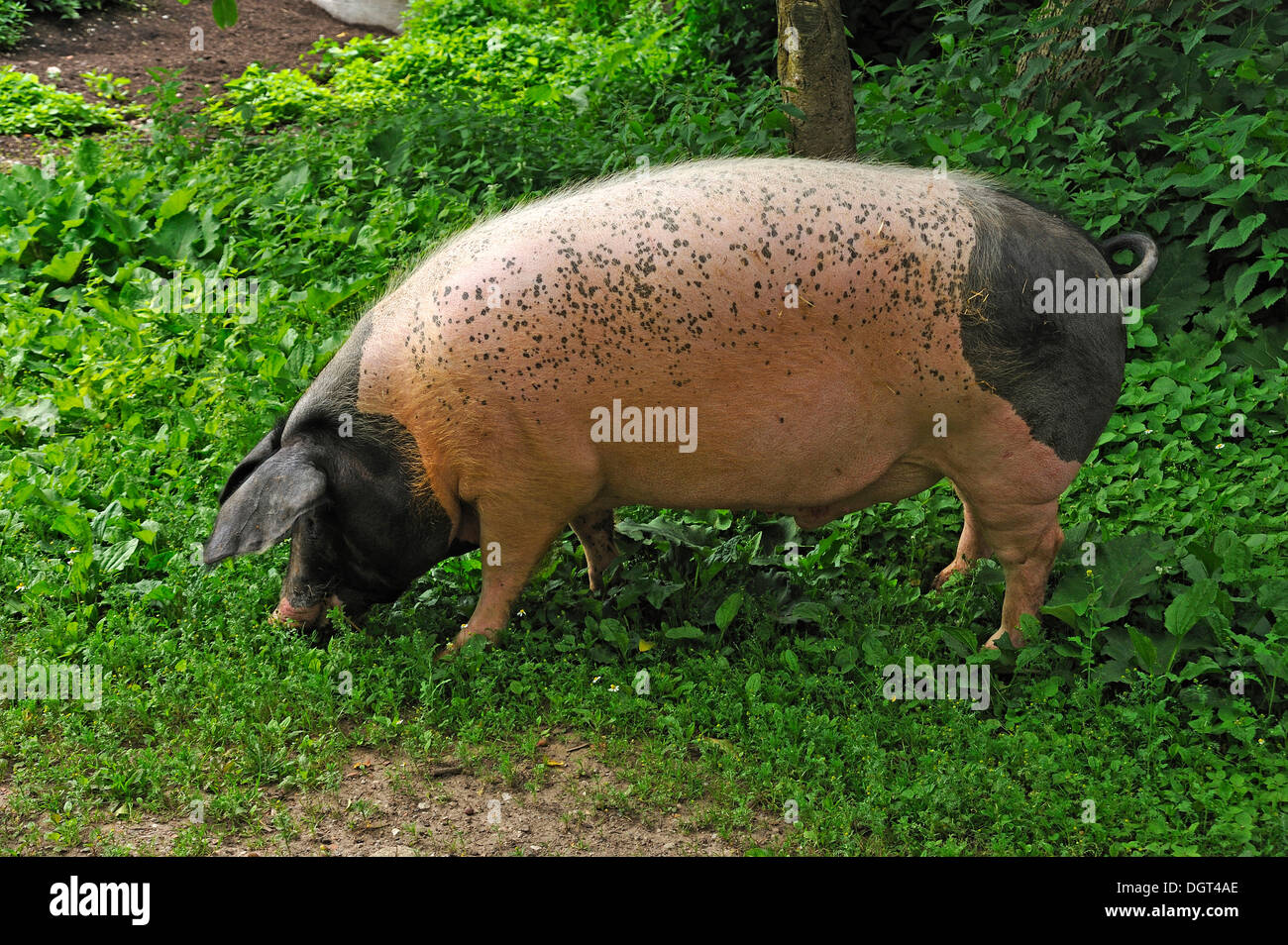 Domestic pig (Sus scrofa domestica), free-range Swabian-Hall Swine, on ...