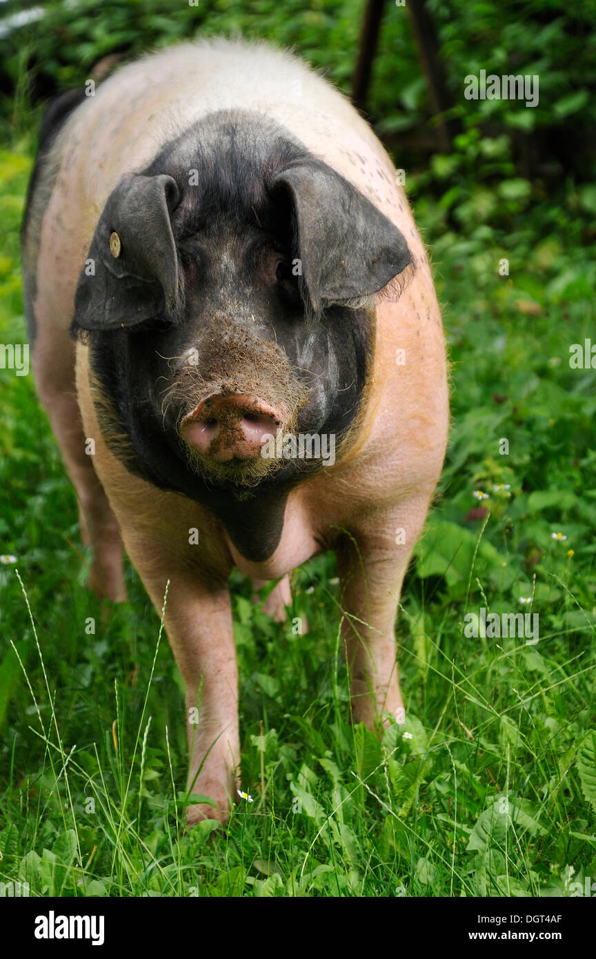 Pig like animals hi-res stock photography and images - Alamy
