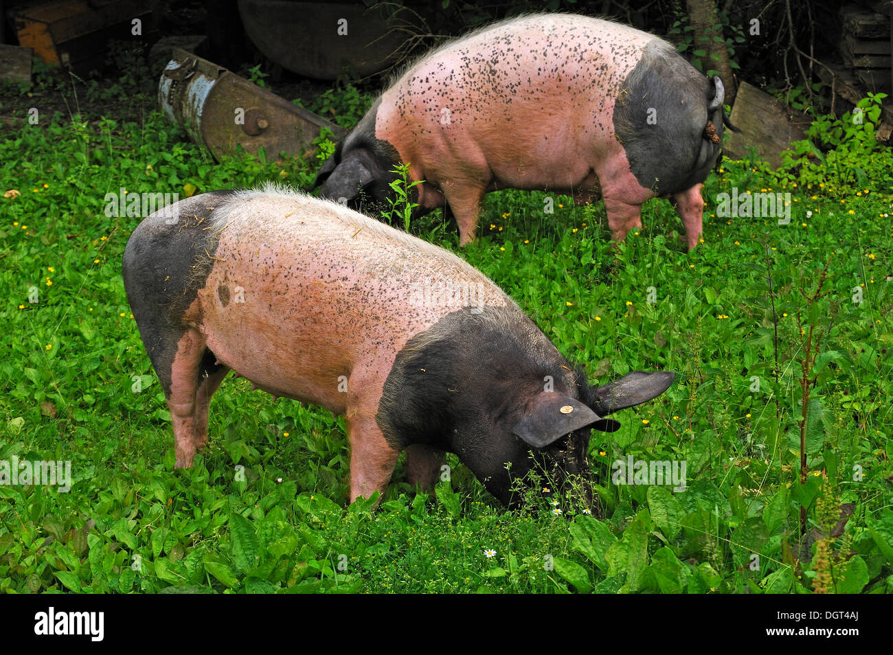 Domestic pigs (Sus scrofa domestica), free-range Swabian-Hall Swine, on ...