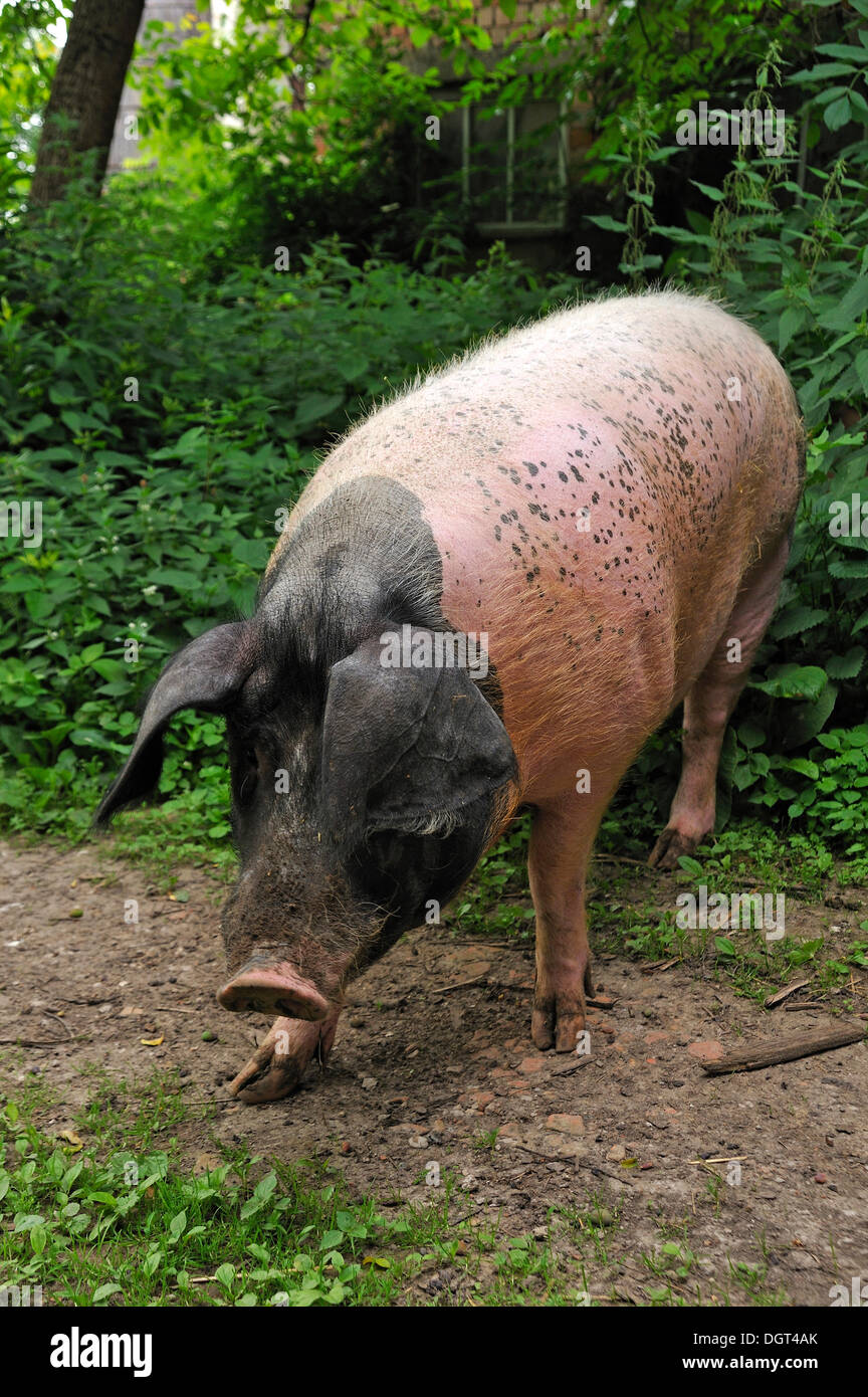 Swabian hall pig hi-res stock photography and images - Alamy