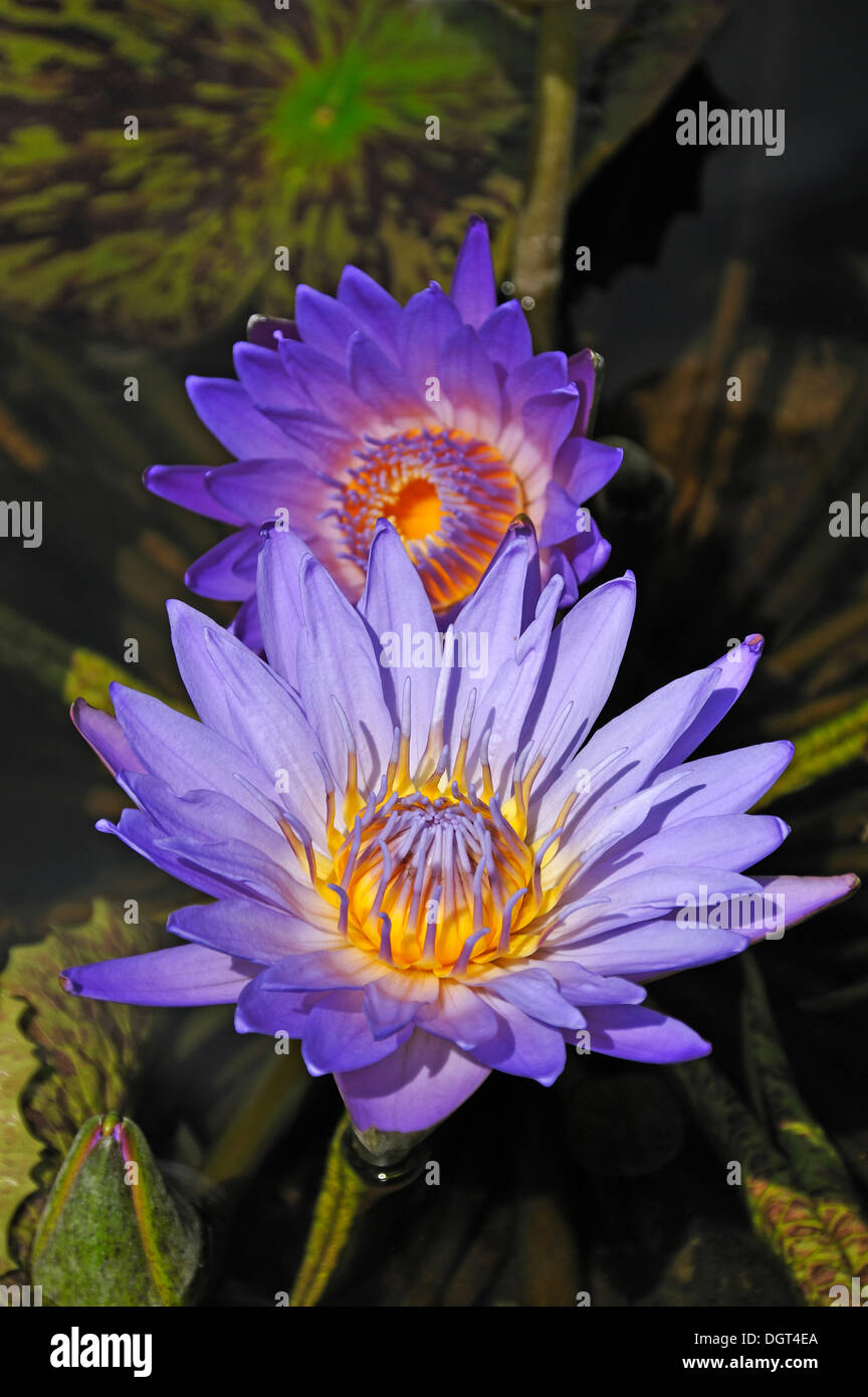 Blue water lily nymphaea botanical hi-res stock photography and images ...