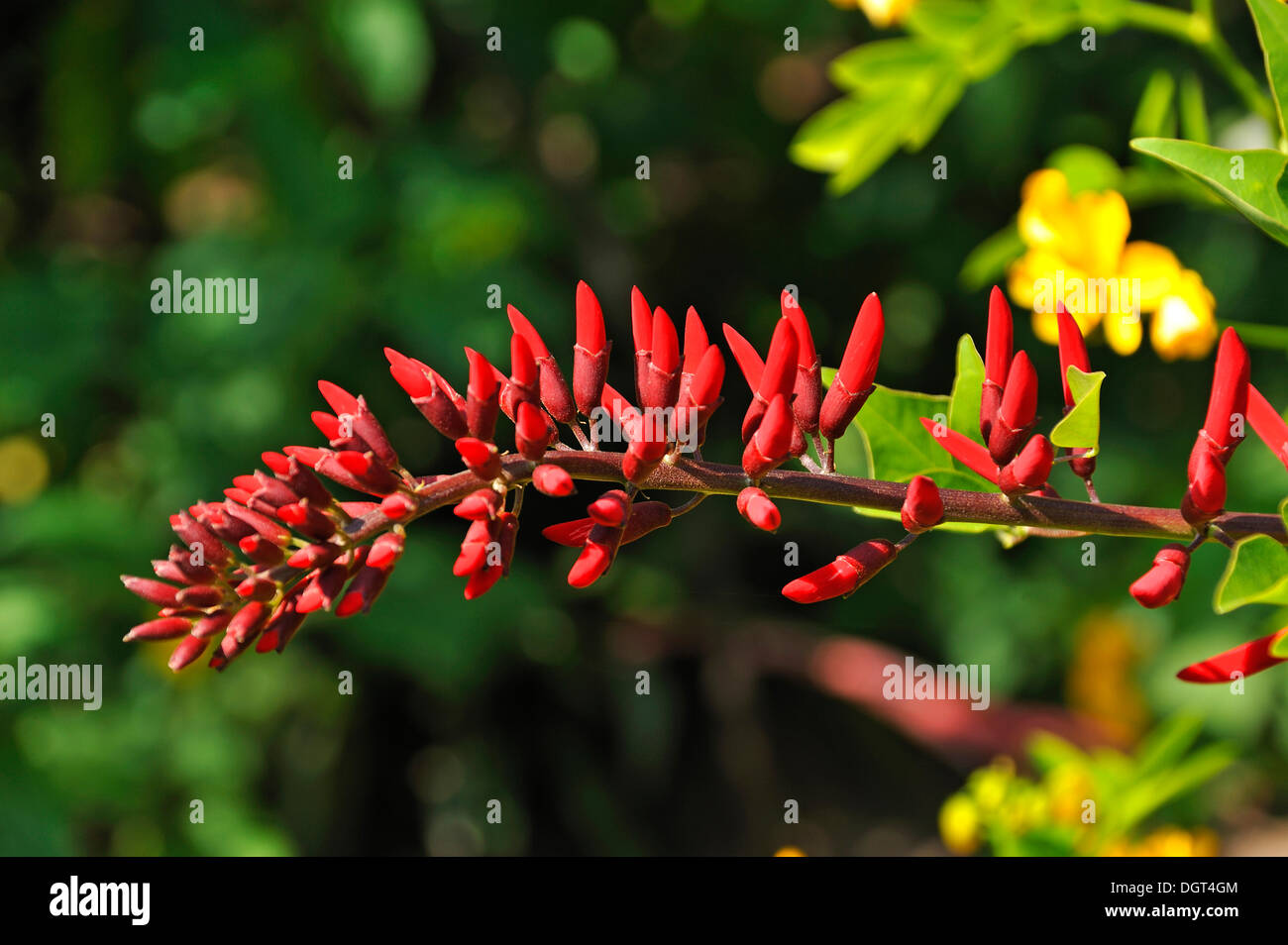 Coral bean hi-res stock photography and images - Alamy