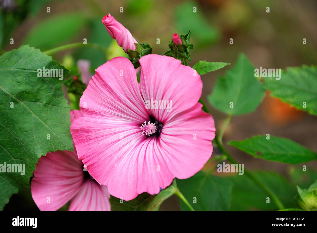 Flowering mallow (Malva Stock Photo - Alamy
