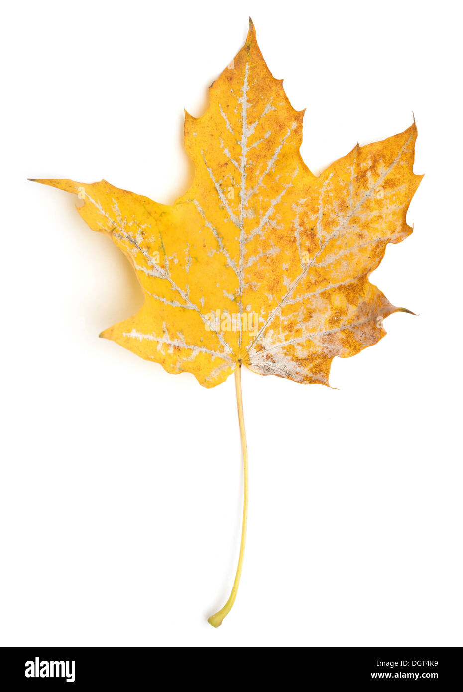 Spiky leaf hi-res stock photography and images - Alamy