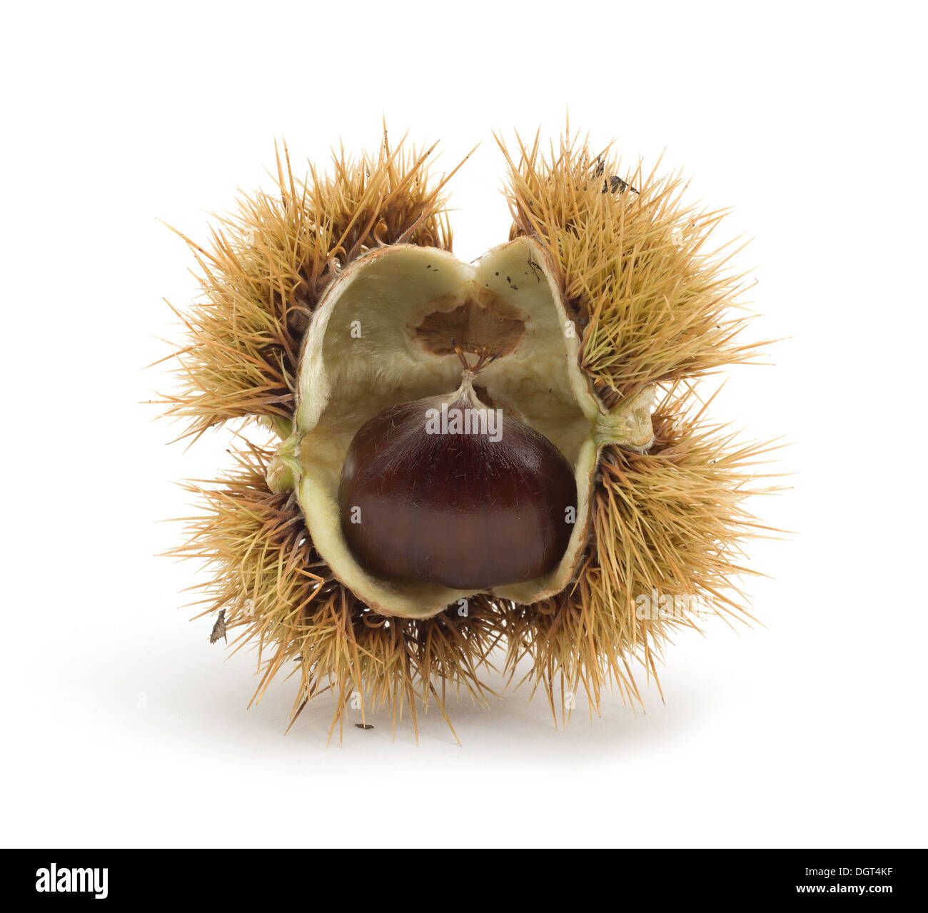 Chestnut spiky shell hi-res stock photography and images - Alamy